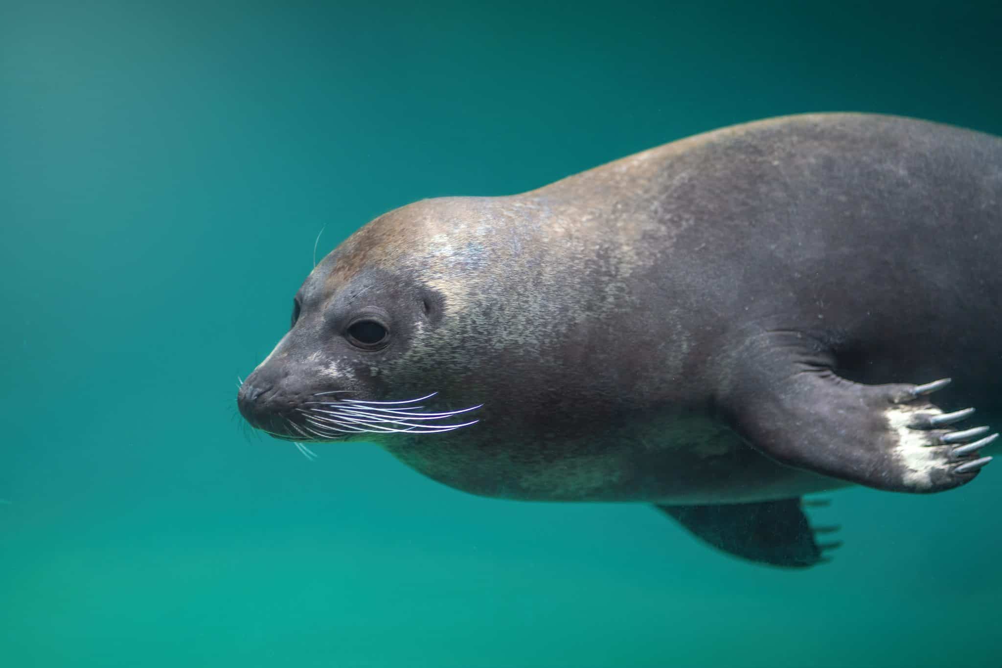 Every Animal You Can Spot in Acadia National Park - A-Z Animals