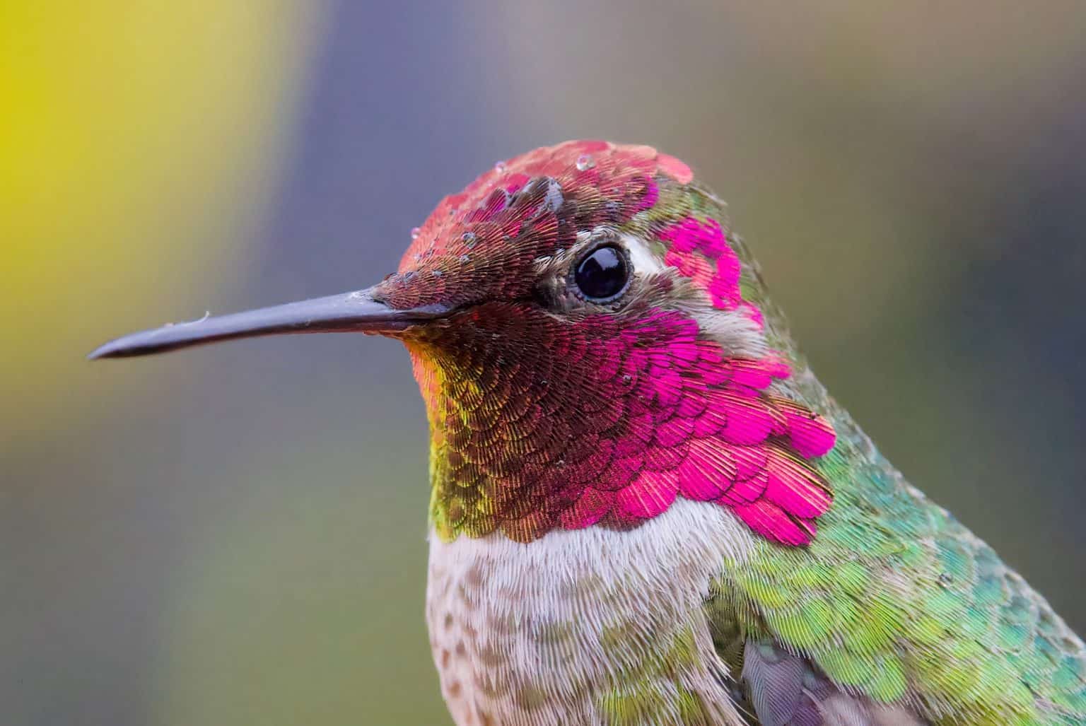 The Unique Design of a Hummingbird’s Transparent Tongue - A-Z Animals