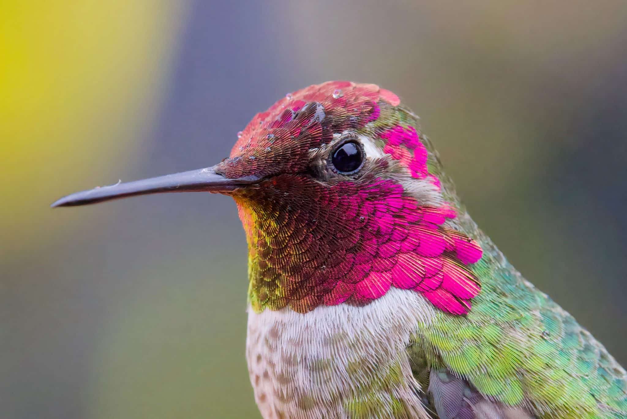 This Snoring Hummingbird Is Actually in Survival Mode - A-Z Animals