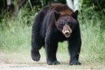 The Black Bear and Alabama: How This Native Species Earned State Status ...