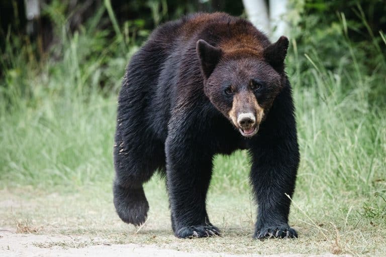 The Black Bear and Alabama: How This Native Species Earned State Status ...