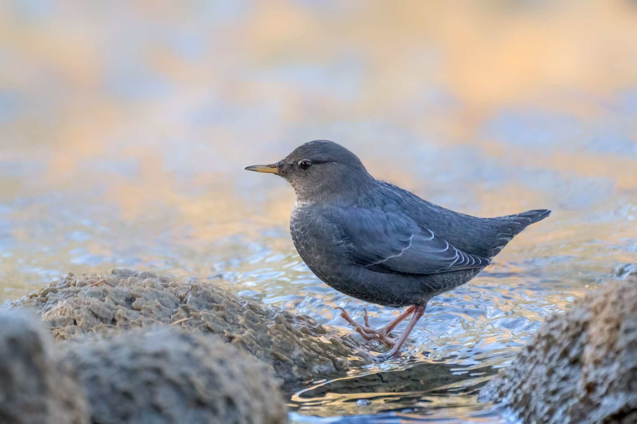 From Moose to Songbirds: Wildlife of Mount Rainier National Park - A-Z ...