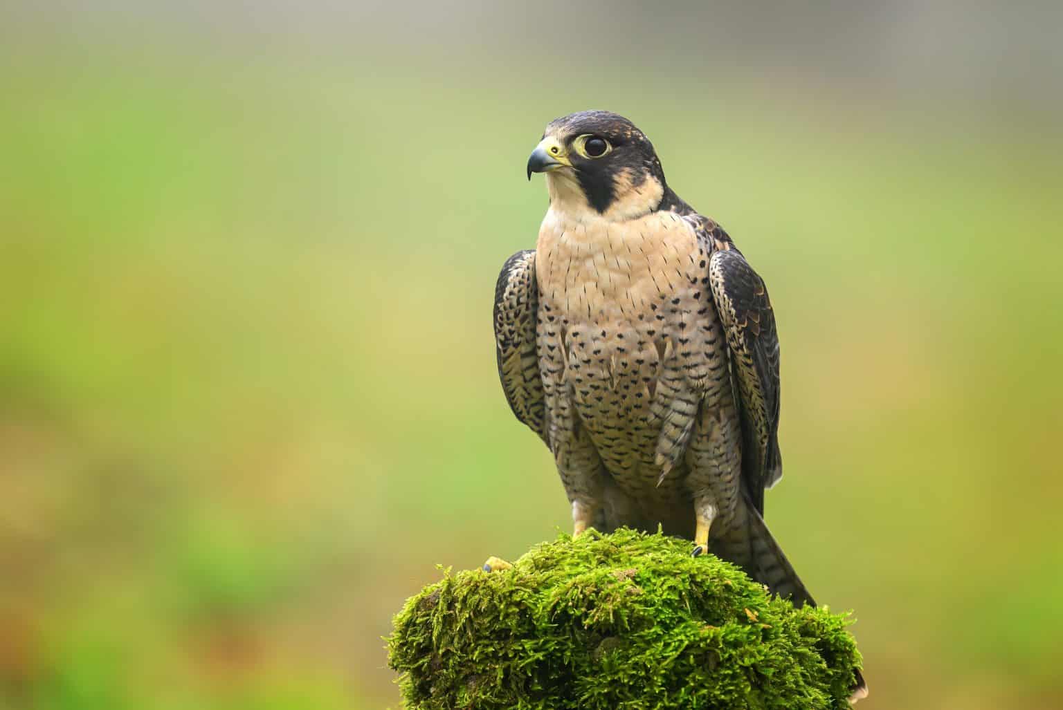 Every Animal You Can Spot in Acadia National Park - A-Z Animals