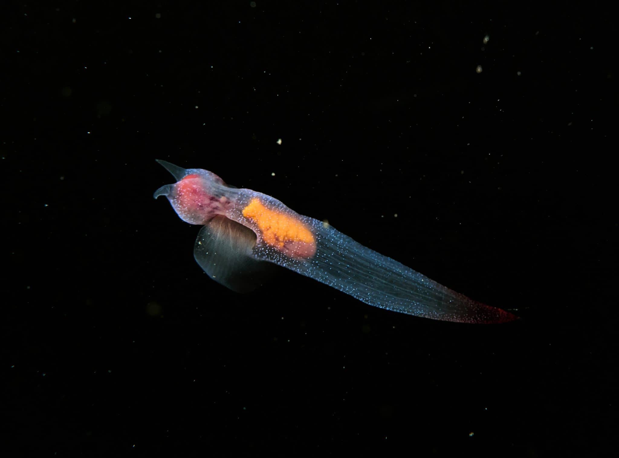 10 Animals You Can Actually See Right Through - A-Z Animals
