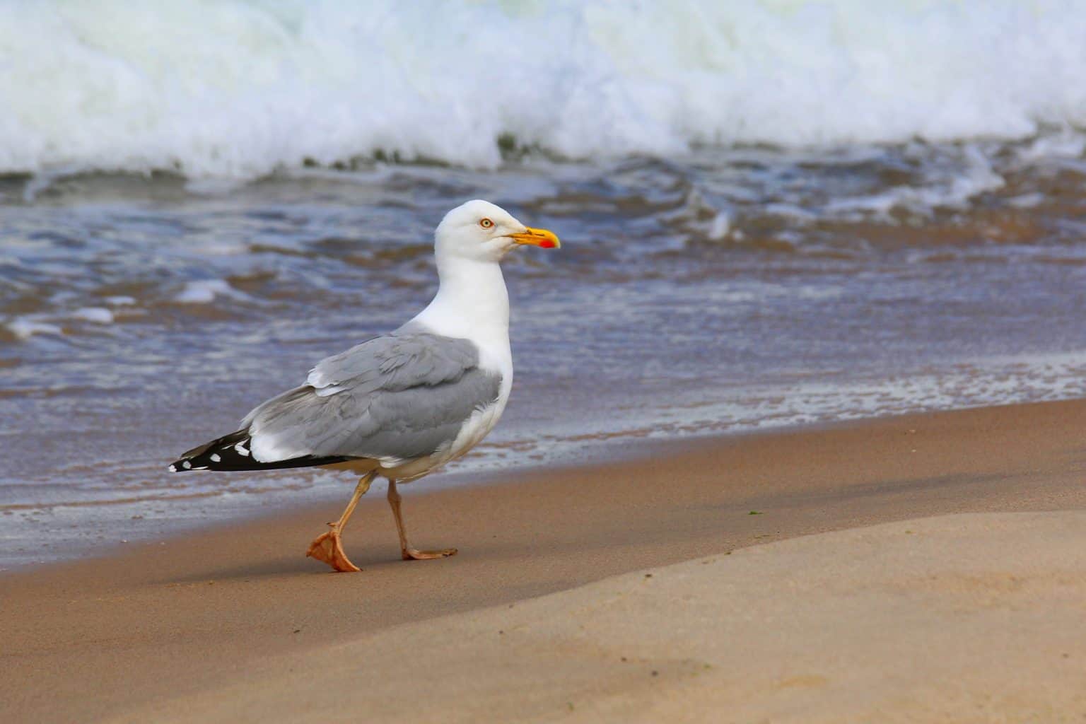Every Animal You Can Spot in Acadia National Park - A-Z Animals