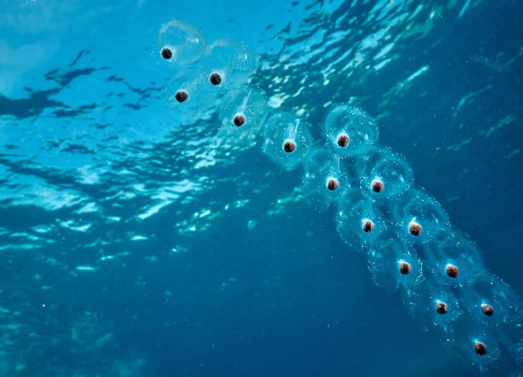 10 Animals You Can Actually See Right Through - A-Z Animals
