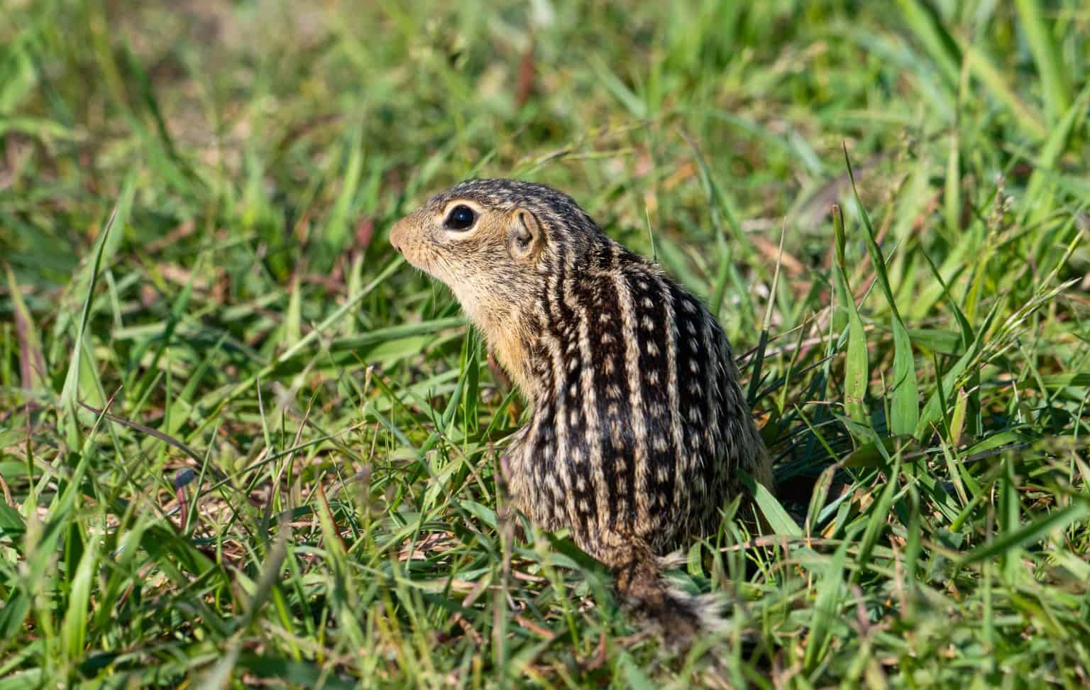 The Animals of Indiana Dunes National Park - A-Z Animals