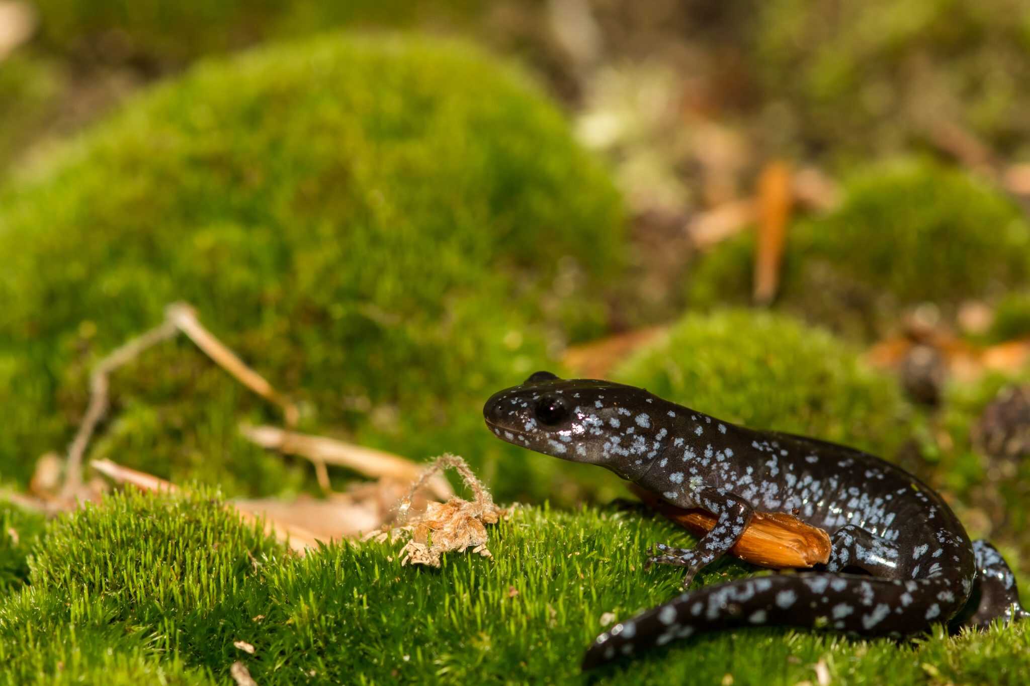 Here Are the Animals You Will Find in Isle Royale National Park - A-Z ...