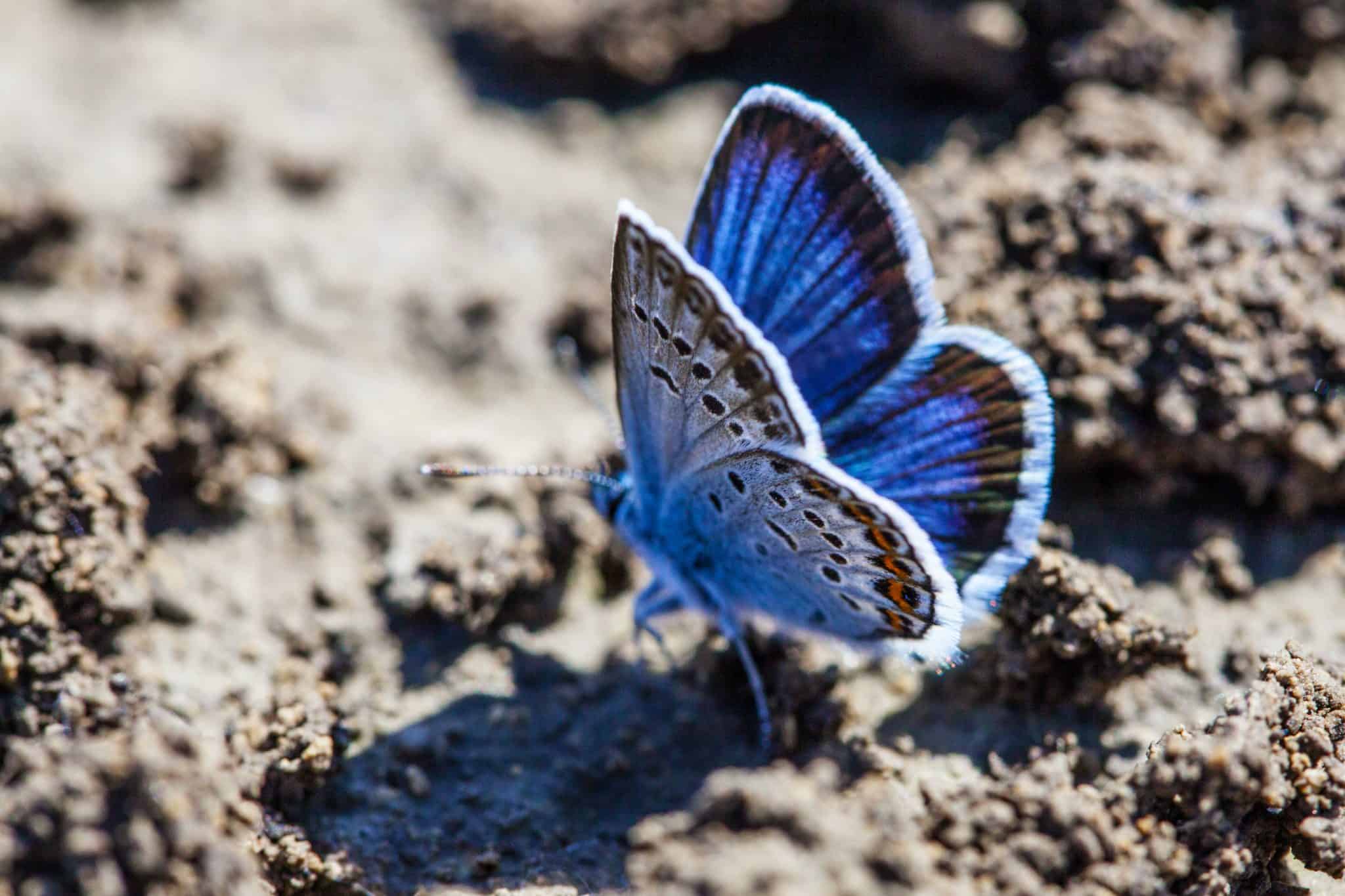 The Animals of Indiana Dunes National Park - A-Z Animals
