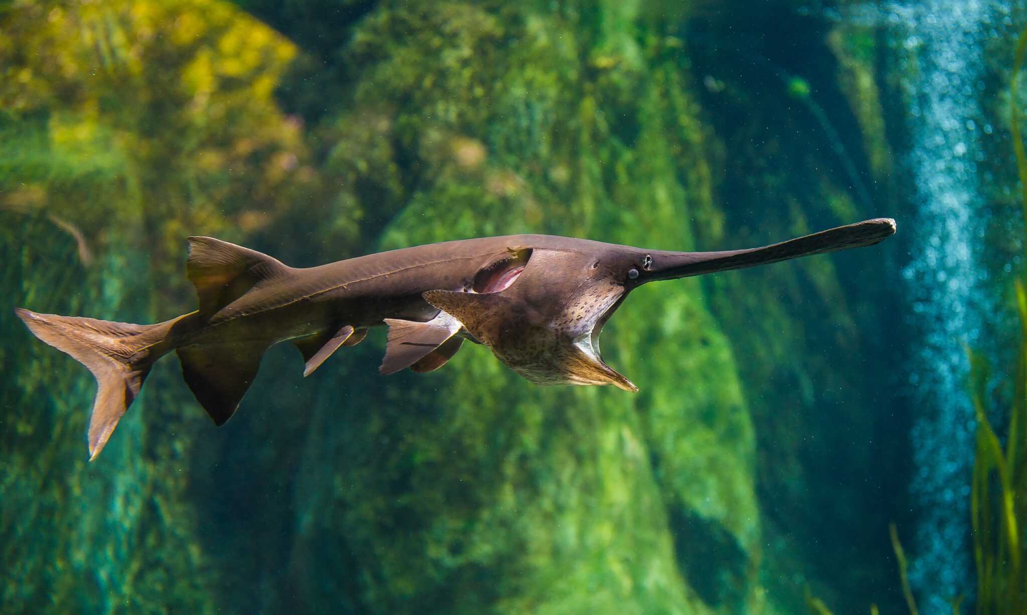 Every Fish and Freshwater Animal Living in the Ohio River Today - A-Z ...