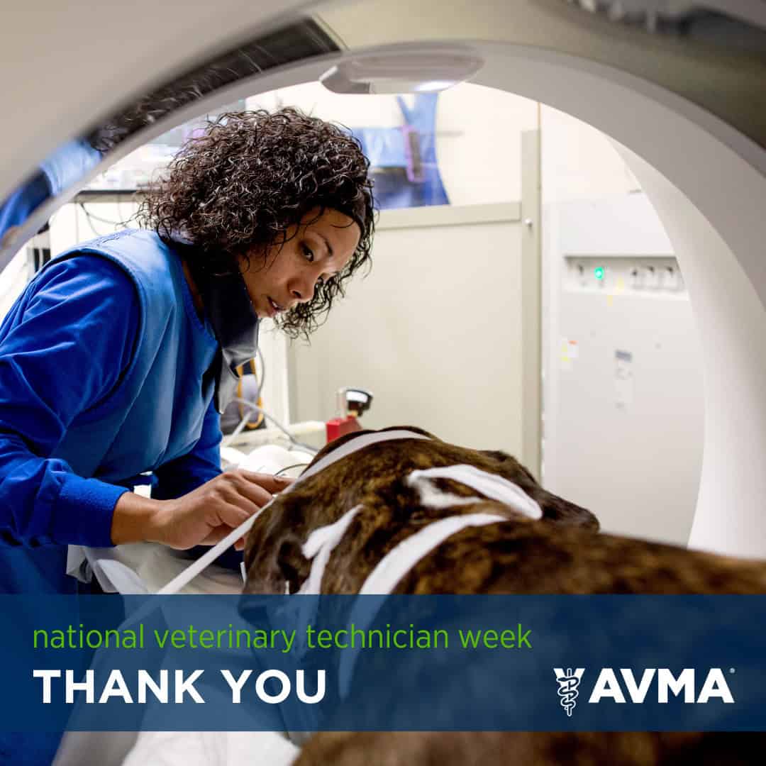 Unsung Heroes: How Veterinary Technicians Save Pets’ Lives Every Single ...