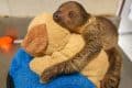 How Fast Are Sloths? Top Speed and Frequency - A-Z Animals