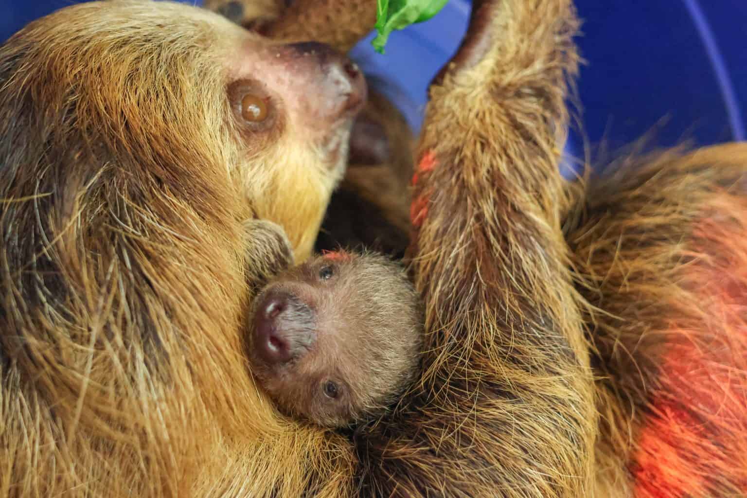 Unau (Linnaeus’s Two-Toed Sloth) Animal Facts - Choloepodidae ...