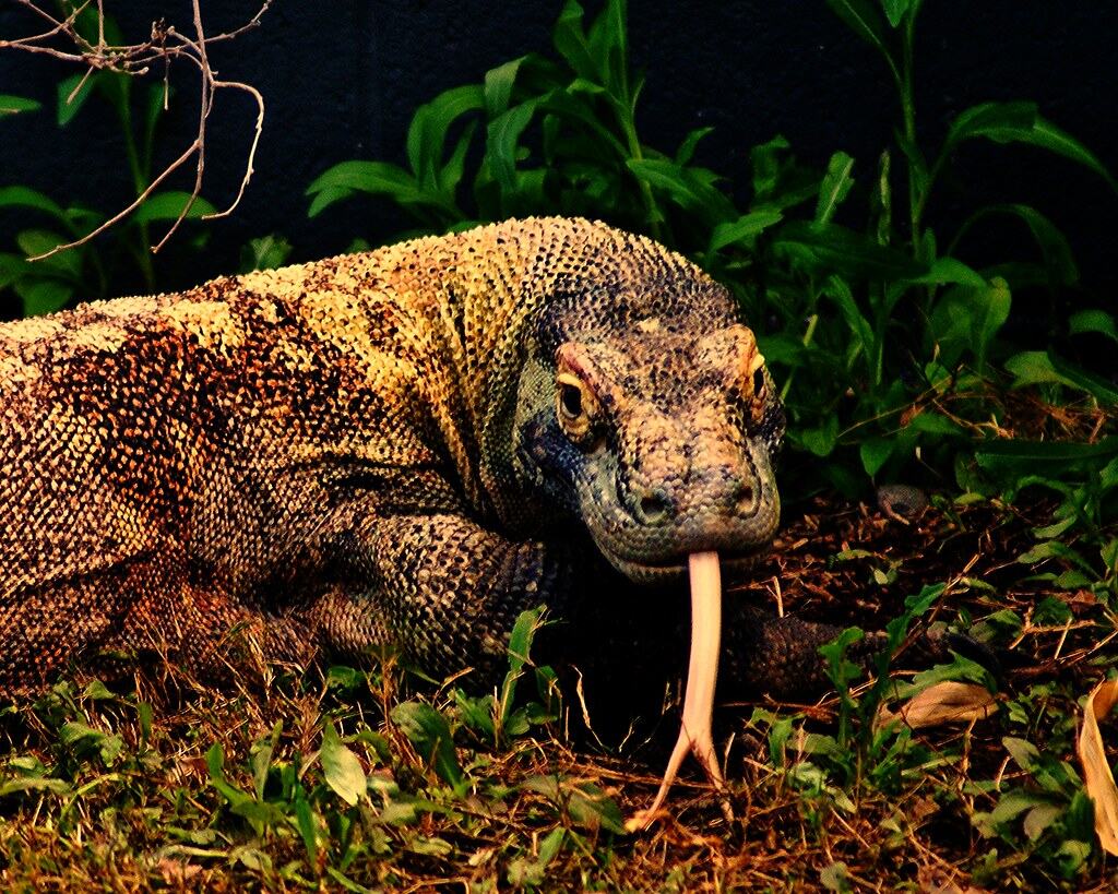 Mulga Snake Animal Facts - Pseudechis australis - A-Z Animals