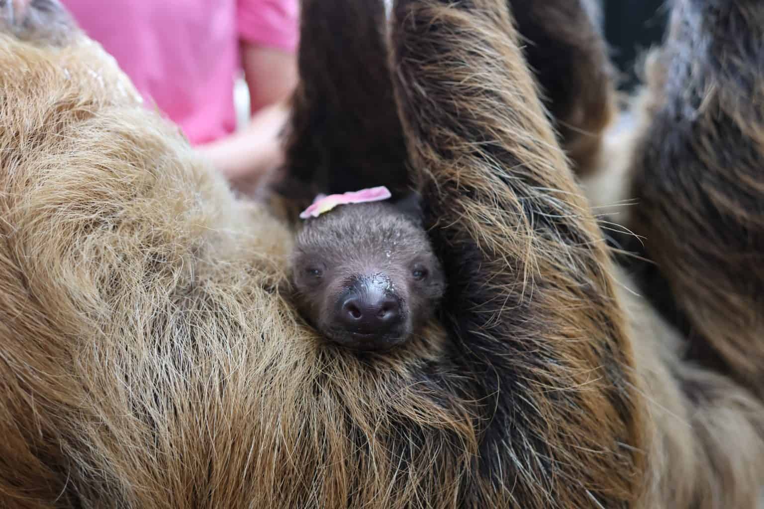 Meet the Adorable New Baby Sloth at Roger Williams Park Zoo - A-Z Animals