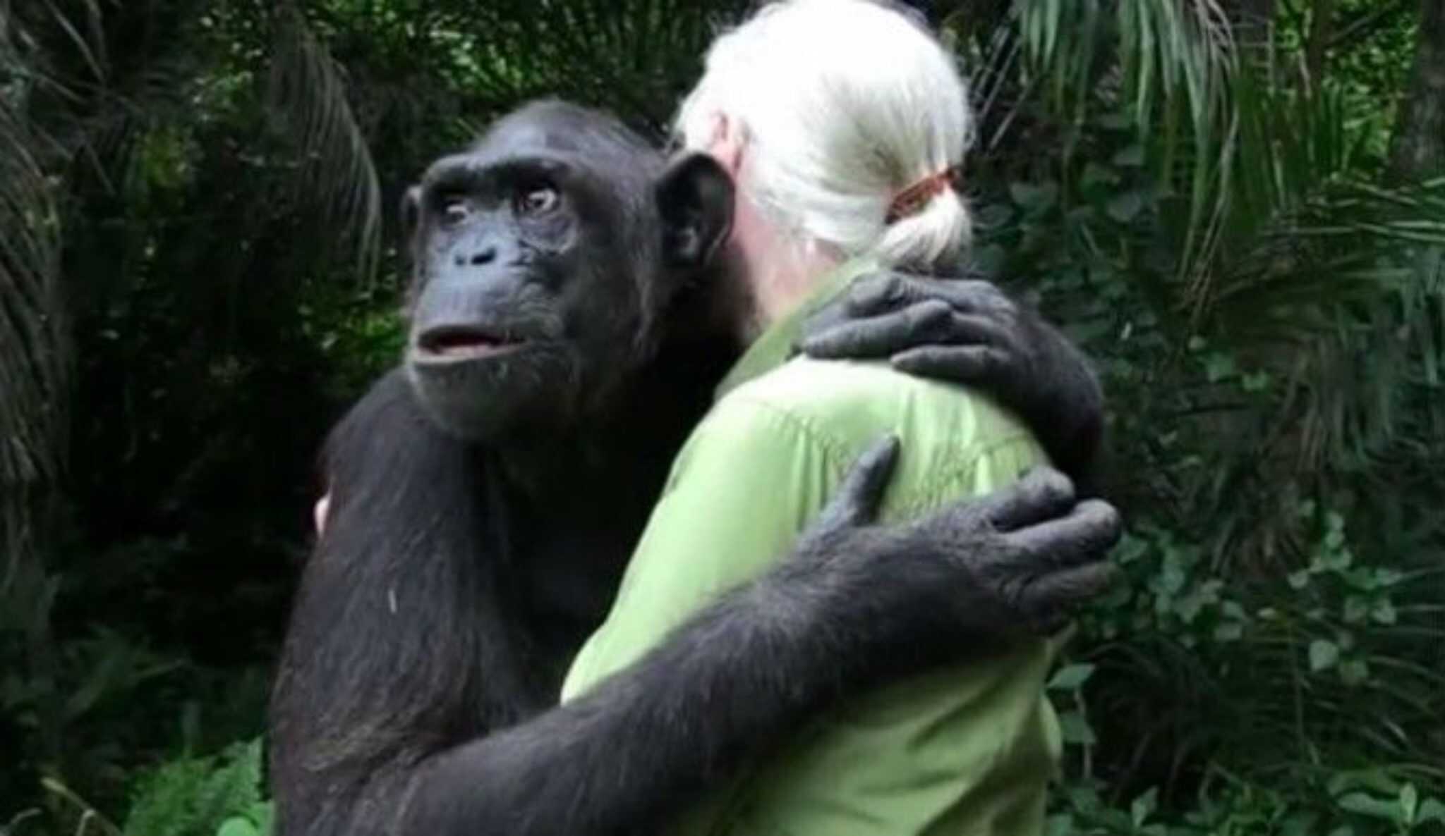 A Chimpanzee Gives Jane Goodall a Hug Goodbye - A-Z Animals
