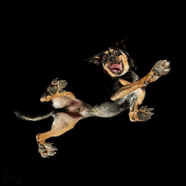 Photographer’s Project Reveals How Animals Look From Below - A-Z Animals