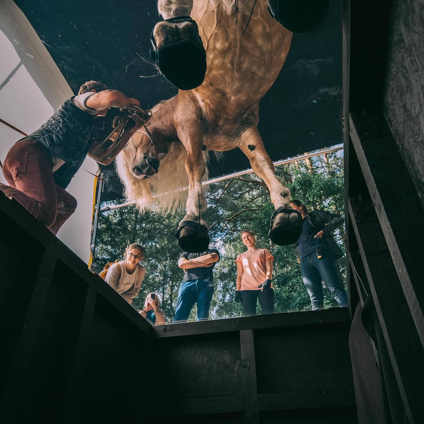 Photographer’s Project Reveals How Animals Look From Below - A-Z Animals