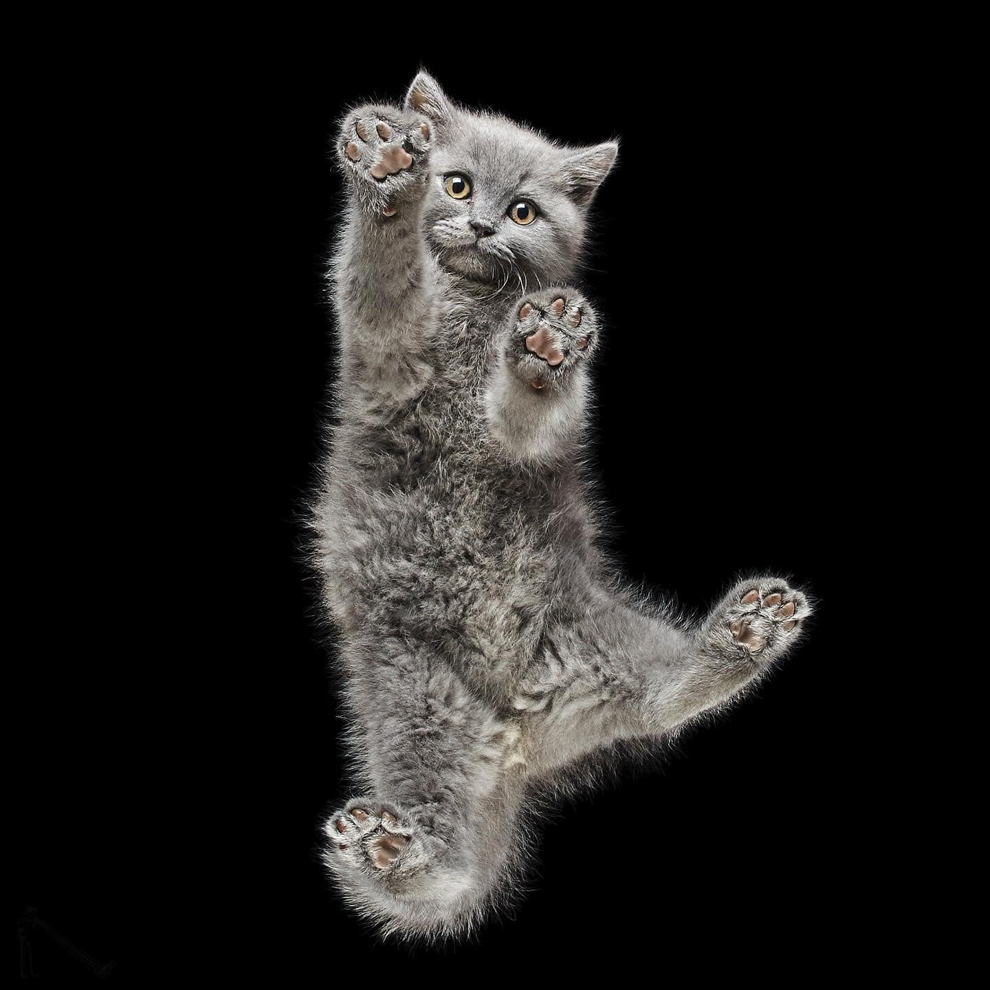 Photographer’s Project Reveals How Animals Look From Below - A-Z Animals