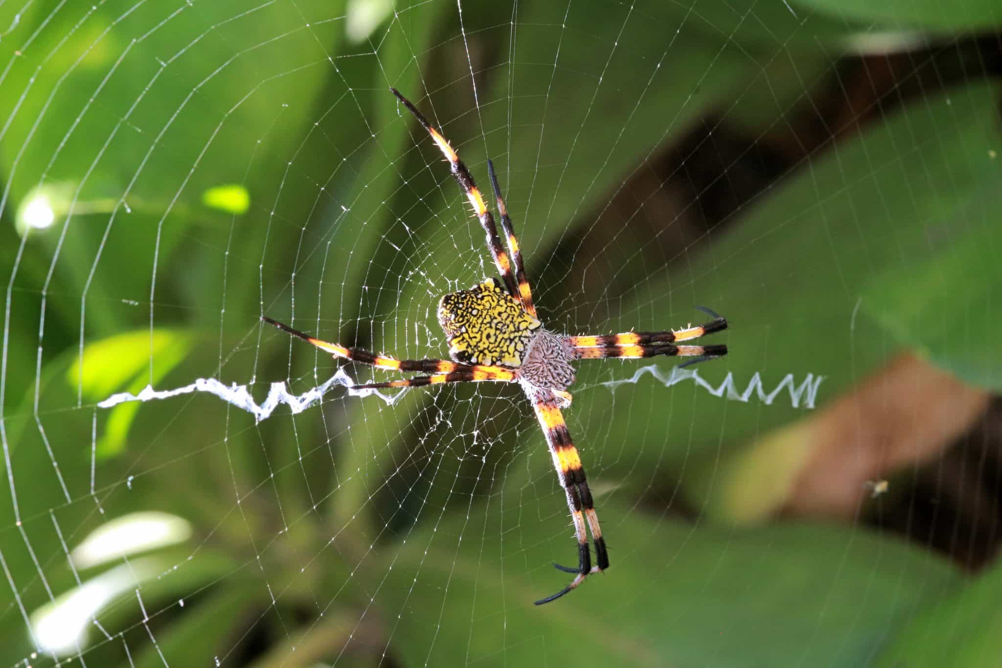 How Orb Weaver Spiders Outsmart Predators with Web Decoys - A-Z Animals