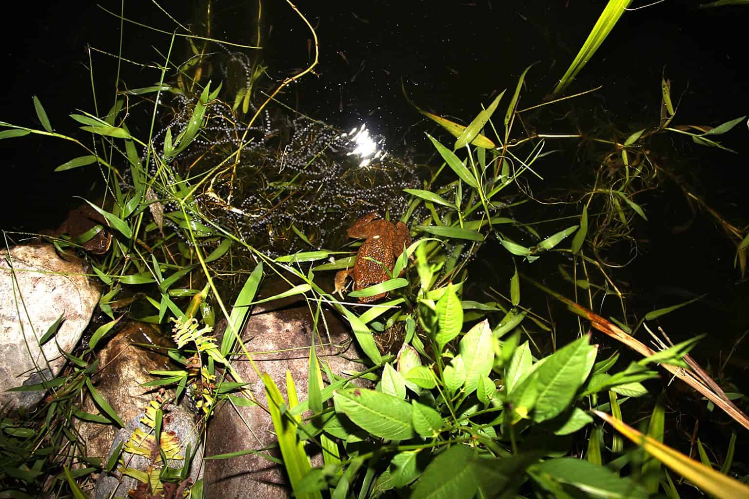 This Amphibian's Eggs Look Like Jewelry - A-Z Animals