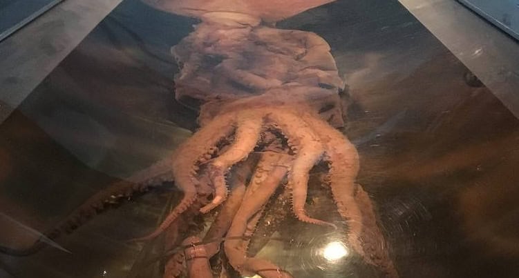 Explore the Mysterious World of the Glass Squid and Its Unique Survival ...