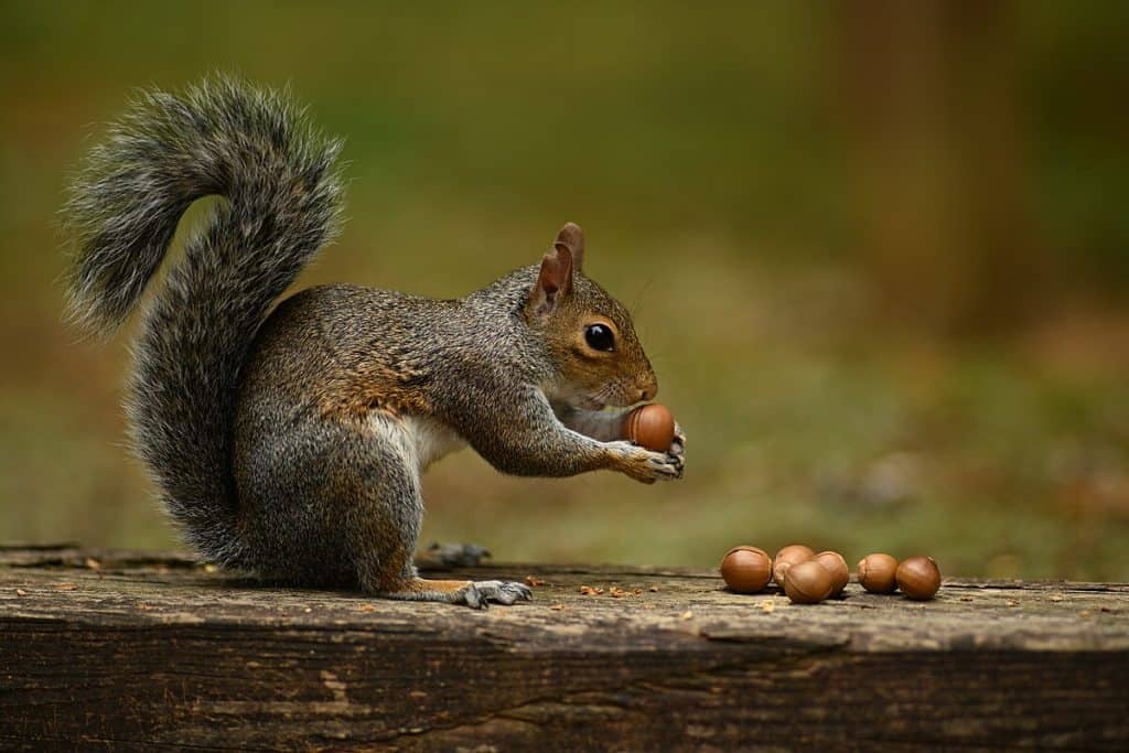 Grey Squirrels Nearly Wipe Out the UK’s Red Squirrels - A-Z Animals