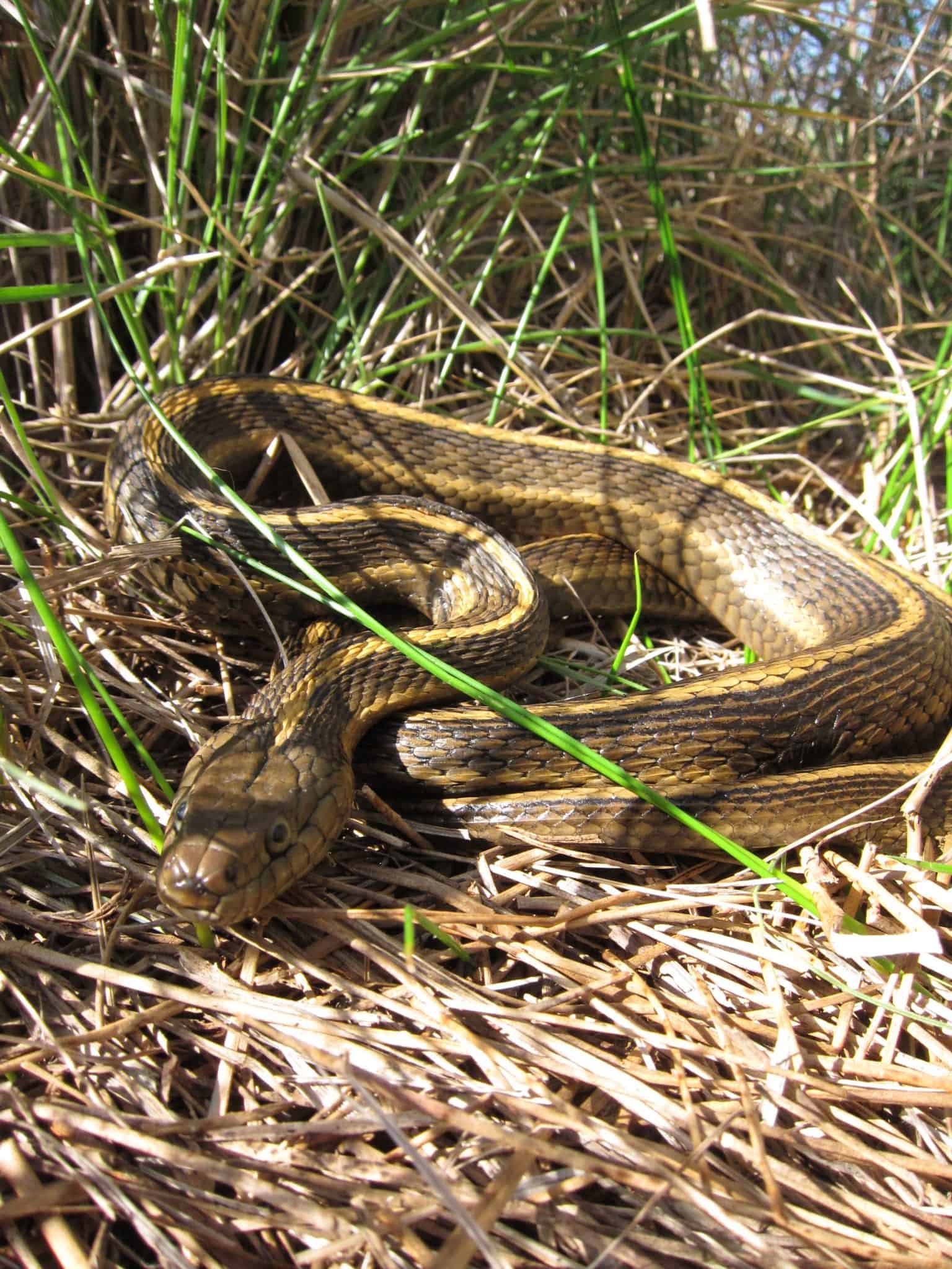 Meet California's New State Snake: the Giant Garter Snake - A-Z Animals