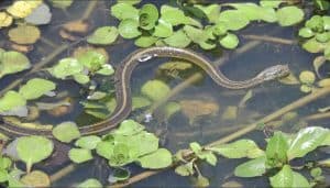 Meet California's New State Snake: the Giant Garter Snake - A-Z Animals