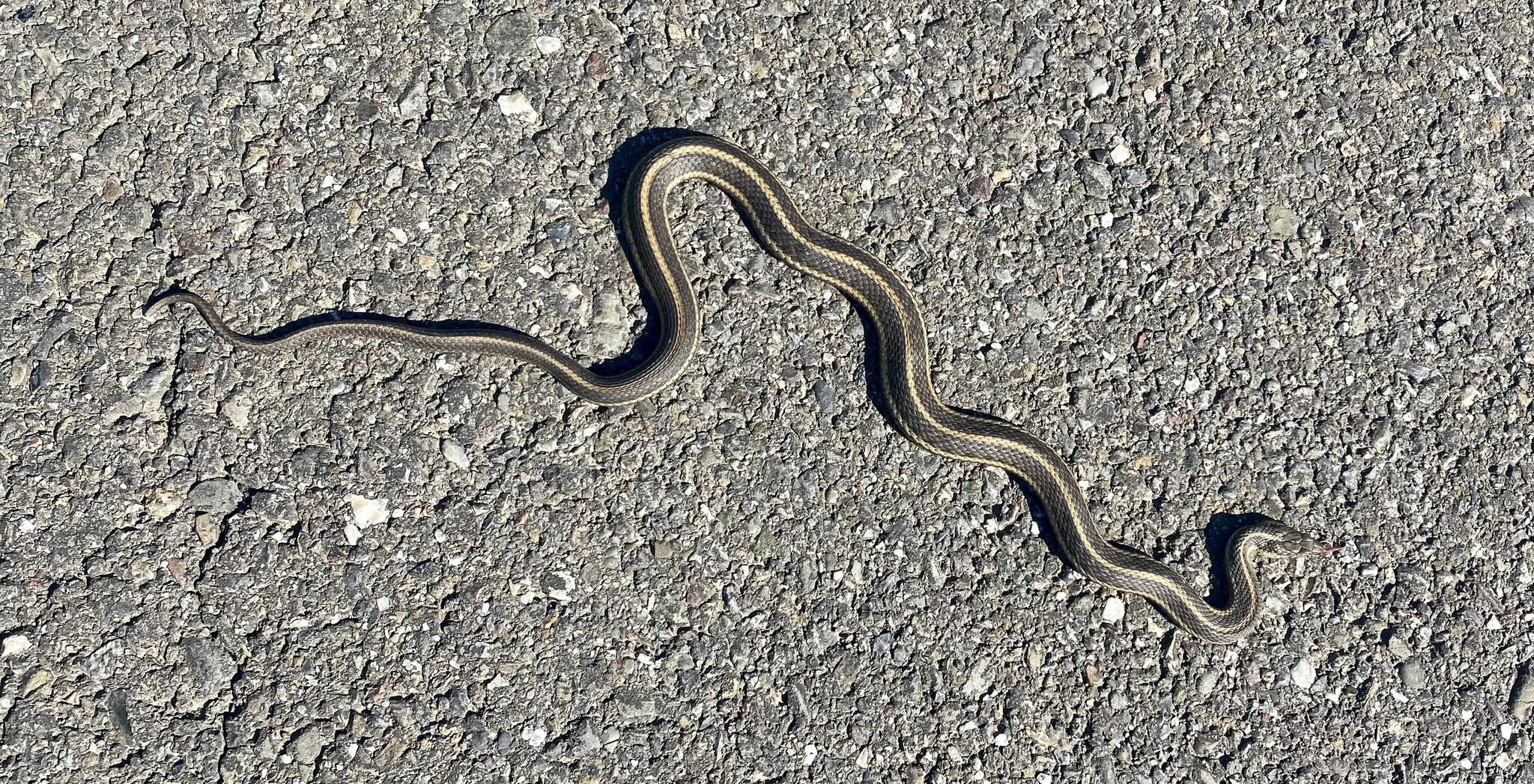Meet California's New State Snake: the Giant Garter Snake - A-Z Animals