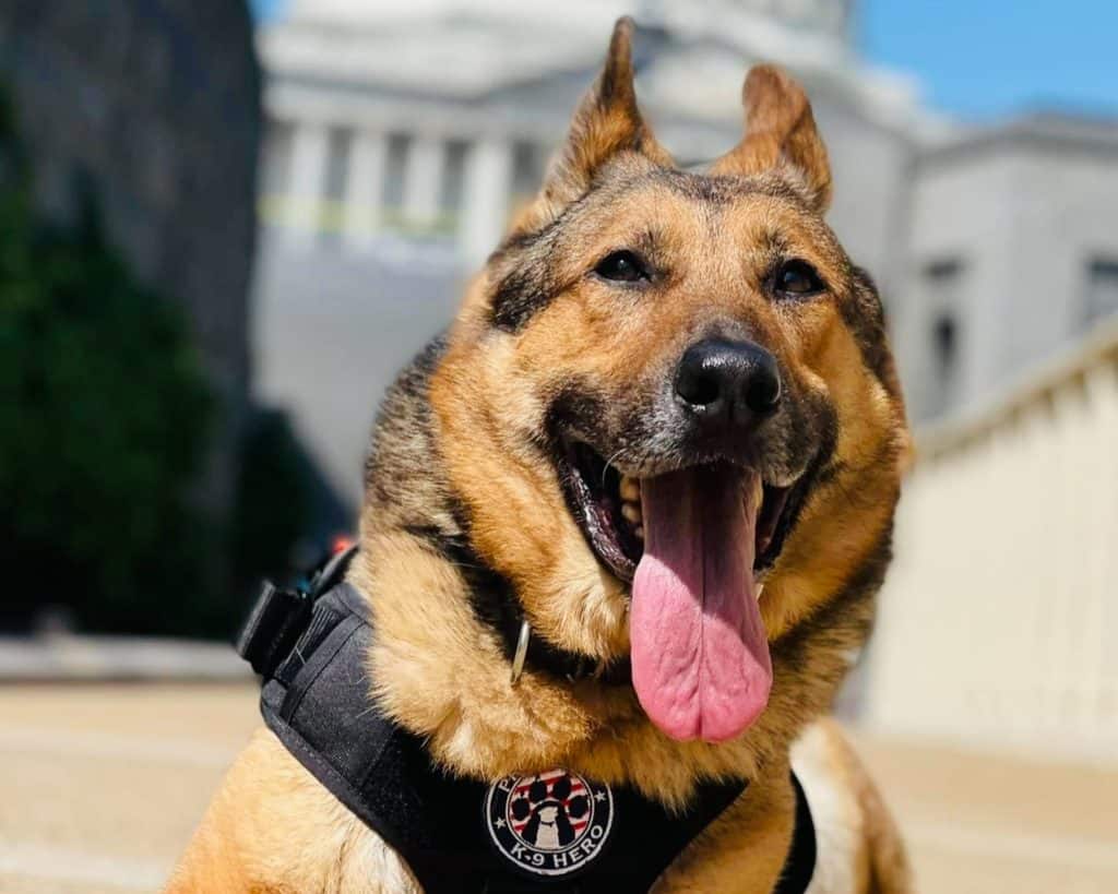 Retired Heroes: What Happens to Police Dogs After Service - A-Z Animals