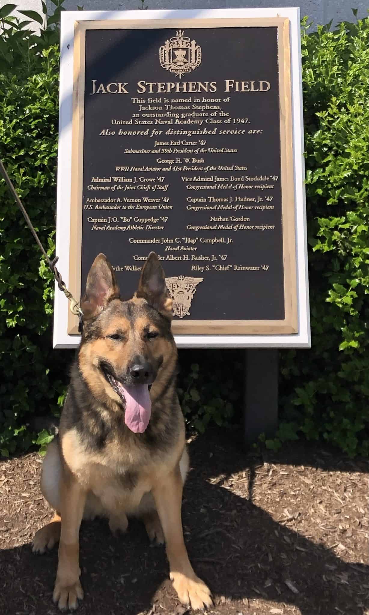Retired Heroes: What Happens to Police Dogs After Service - A-Z Animals