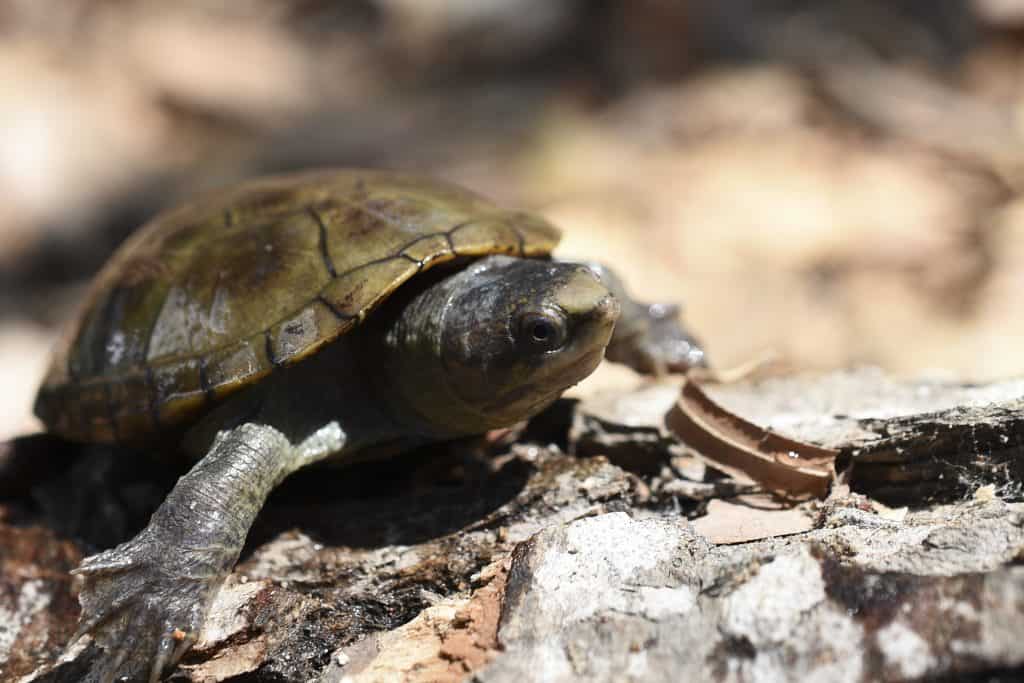 This Tiny Turtle Is in Danger. Here's What We Know. - A-Z Animals