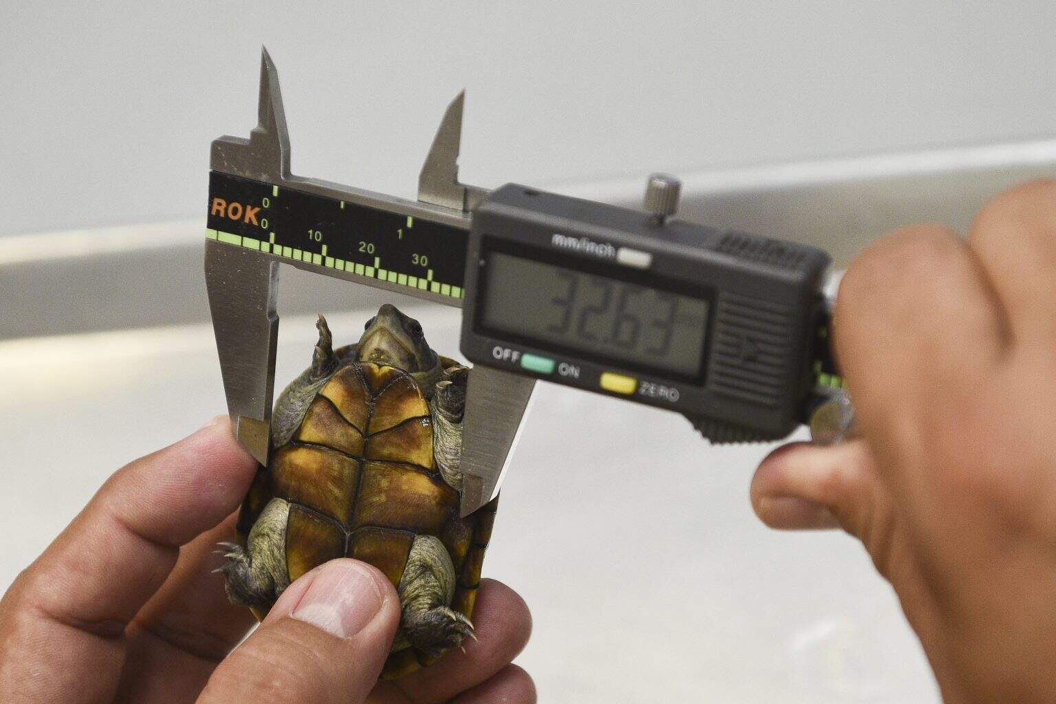 This Tiny Turtle Is in Danger. Here's What We Know. - A-Z Animals