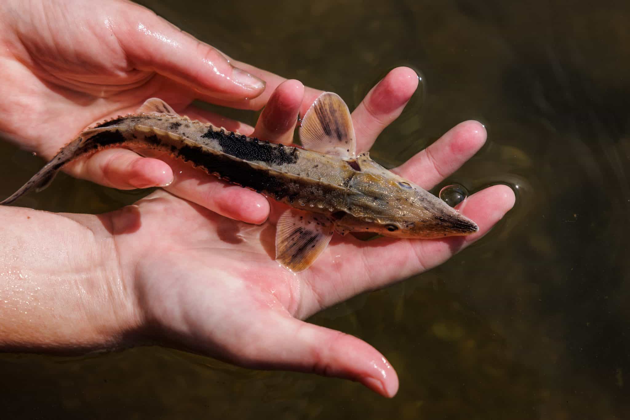 Tennessee Aquarium Celebrates 25 Years of Lake Sturgeon Conservation ...