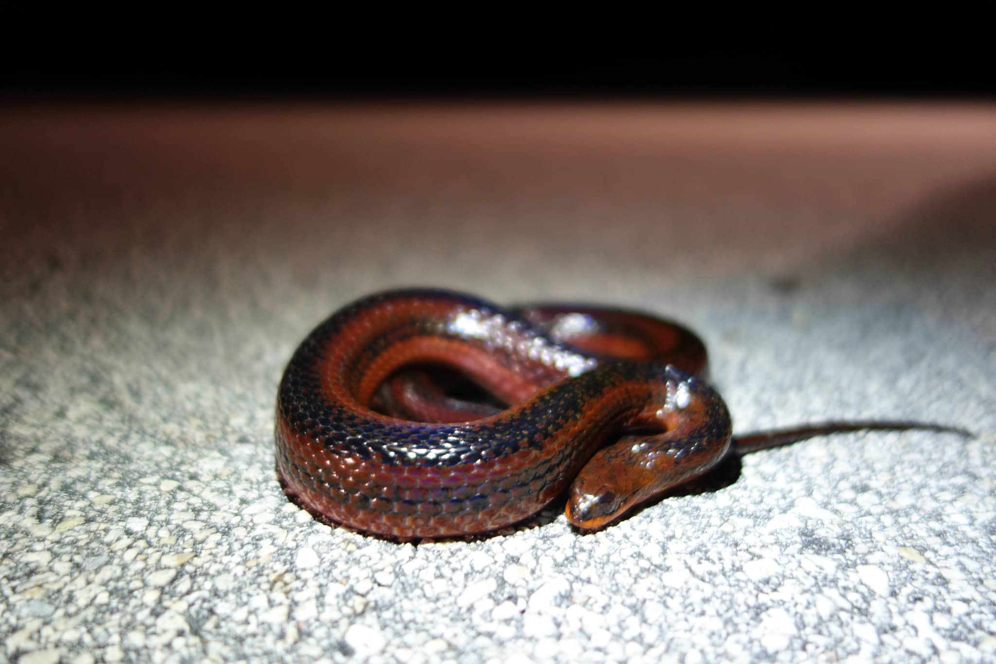 All the Brown Snakes You Can Find in Florida - A-Z Animals
