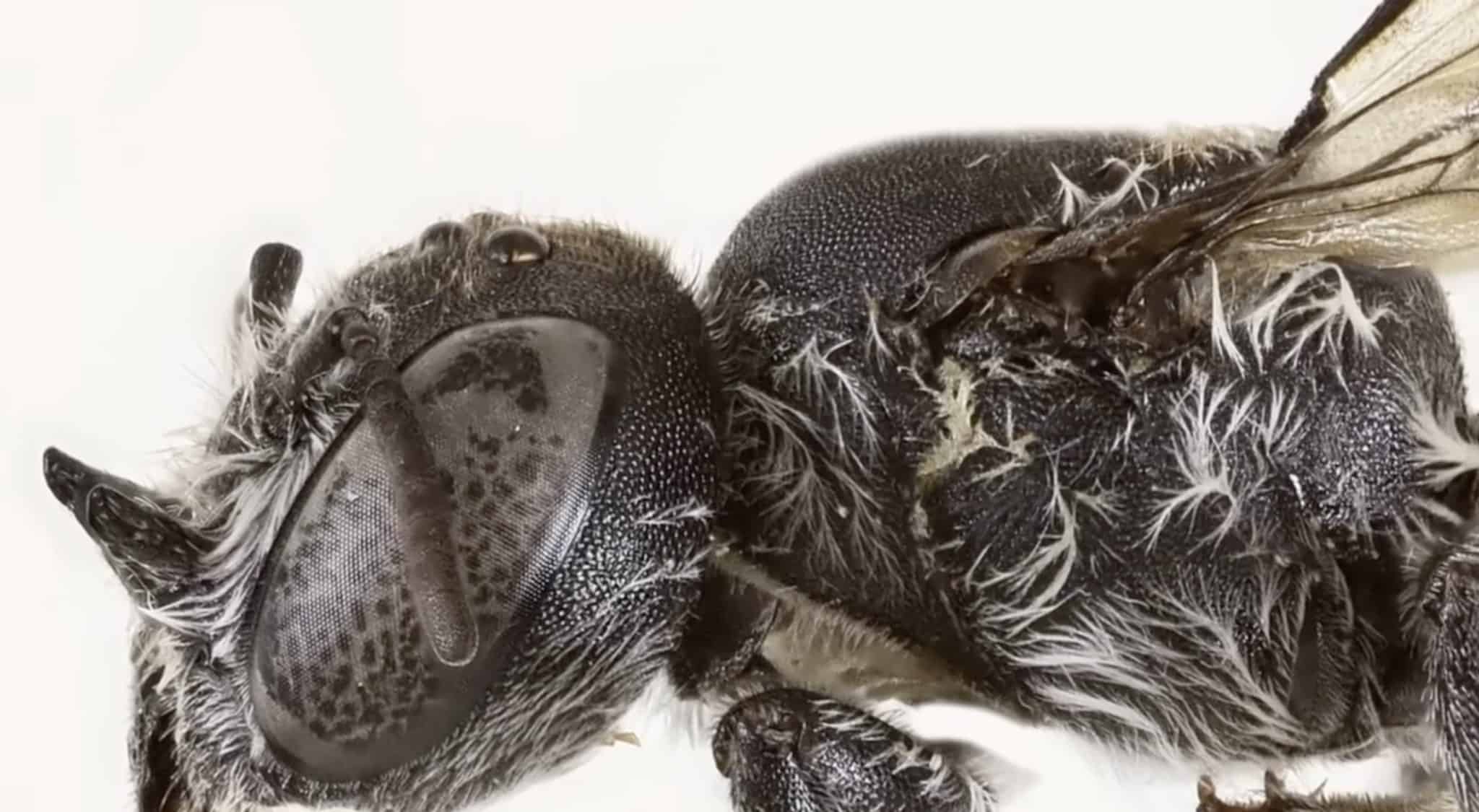 New 'Lucifer' Bee Species Discovered in Australia - A-Z Animals