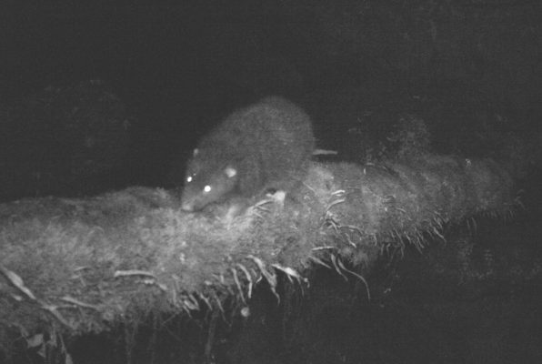 Massive Woolly Rat Surfaces After Being Lost for Decades - A-Z Animals