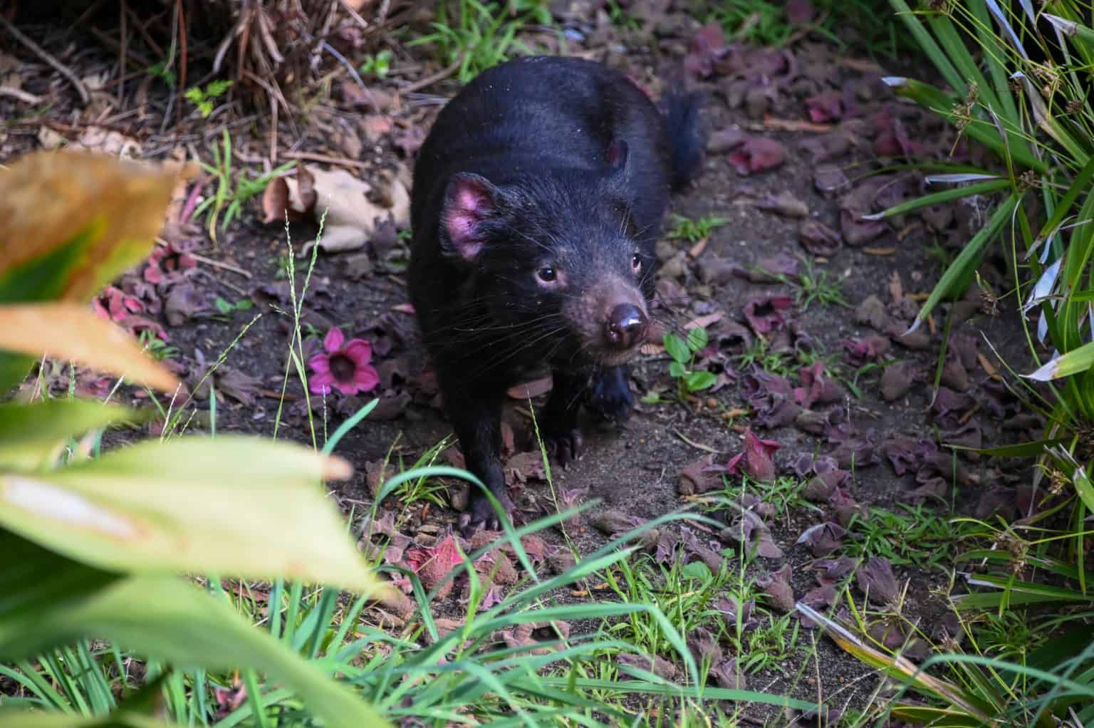 The LA Zoo's Newest Residents are Pure Looney Tune Material - A-Z Animals