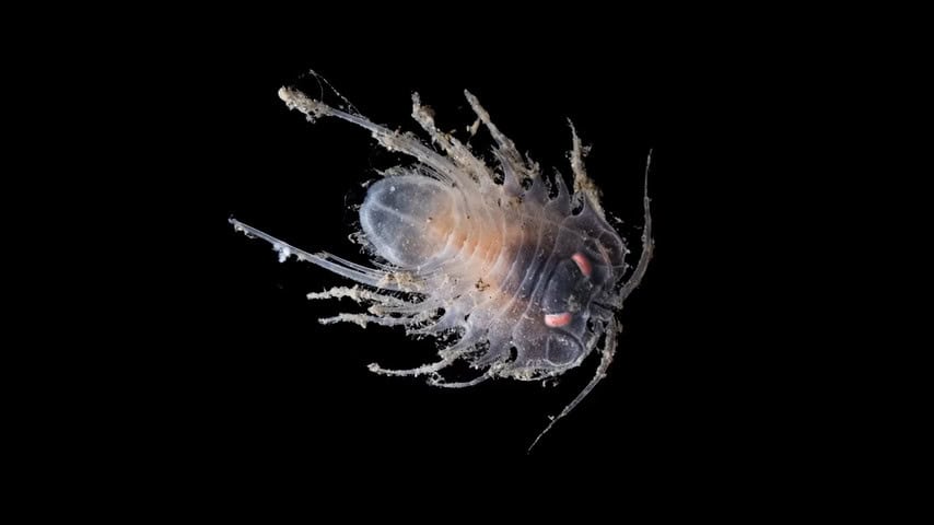 Newly Found Death Ball Sponge Reveals a Hidden World of Deep-Sea ...