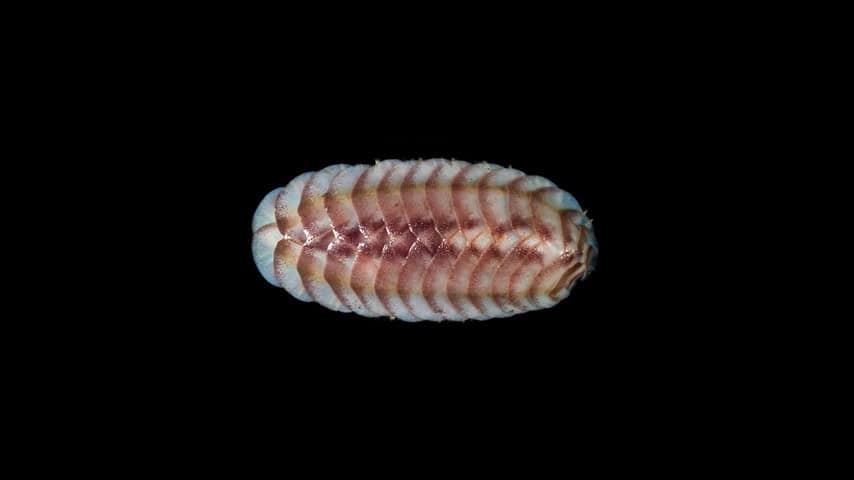 Newly Found Death Ball Sponge Reveals a Hidden World of Deep-Sea ...