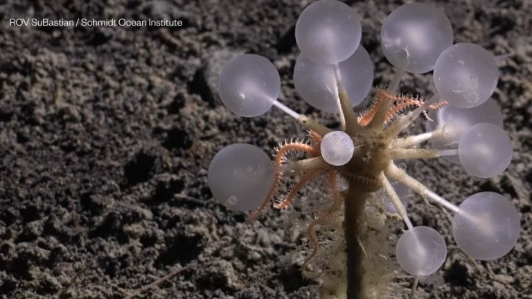 Check Out This Adorable New Deep-Sea Species - A-Z Animals