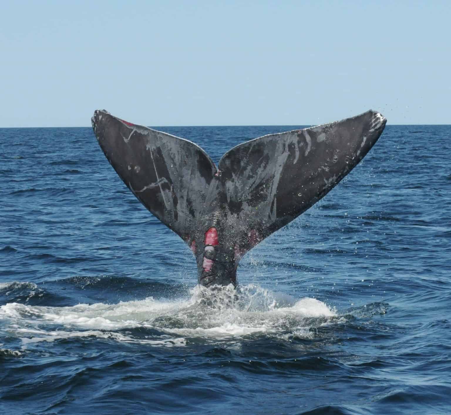 Is This Rare Whale Species Making a Comeback? - A-Z Animals