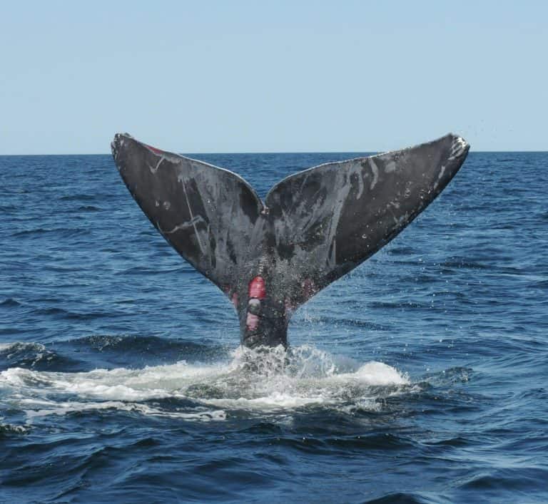 This Endangered Right Whale Swam 3000 Miles Across the Atlantic - A-Z ...