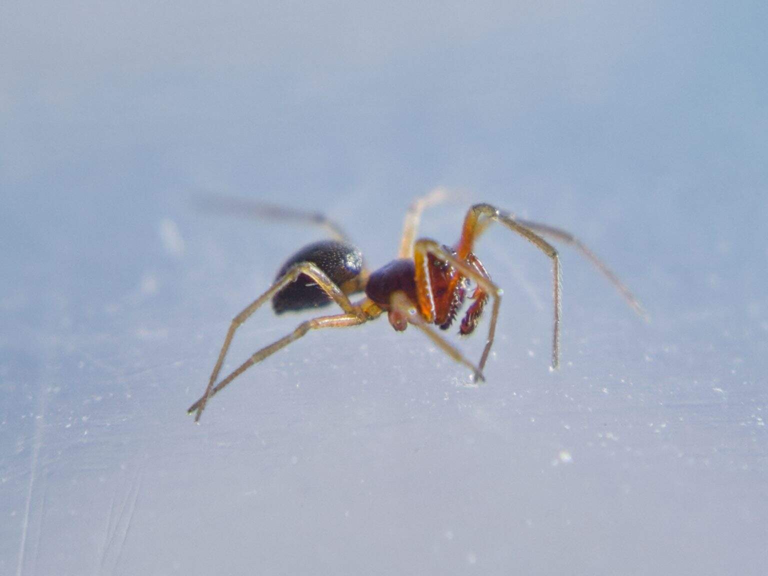 111,000 Spiders Build Giant Nests in Caves Filled with Sulfur Gas - A-Z ...