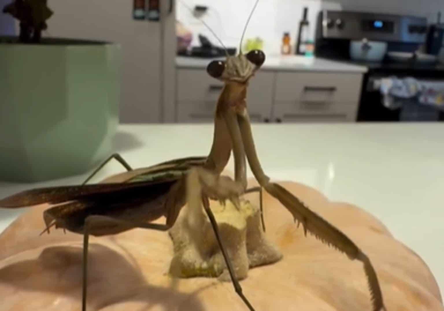 This Rescued Chinese Mantis Is Not Your Typical Pet - A-Z Animals
