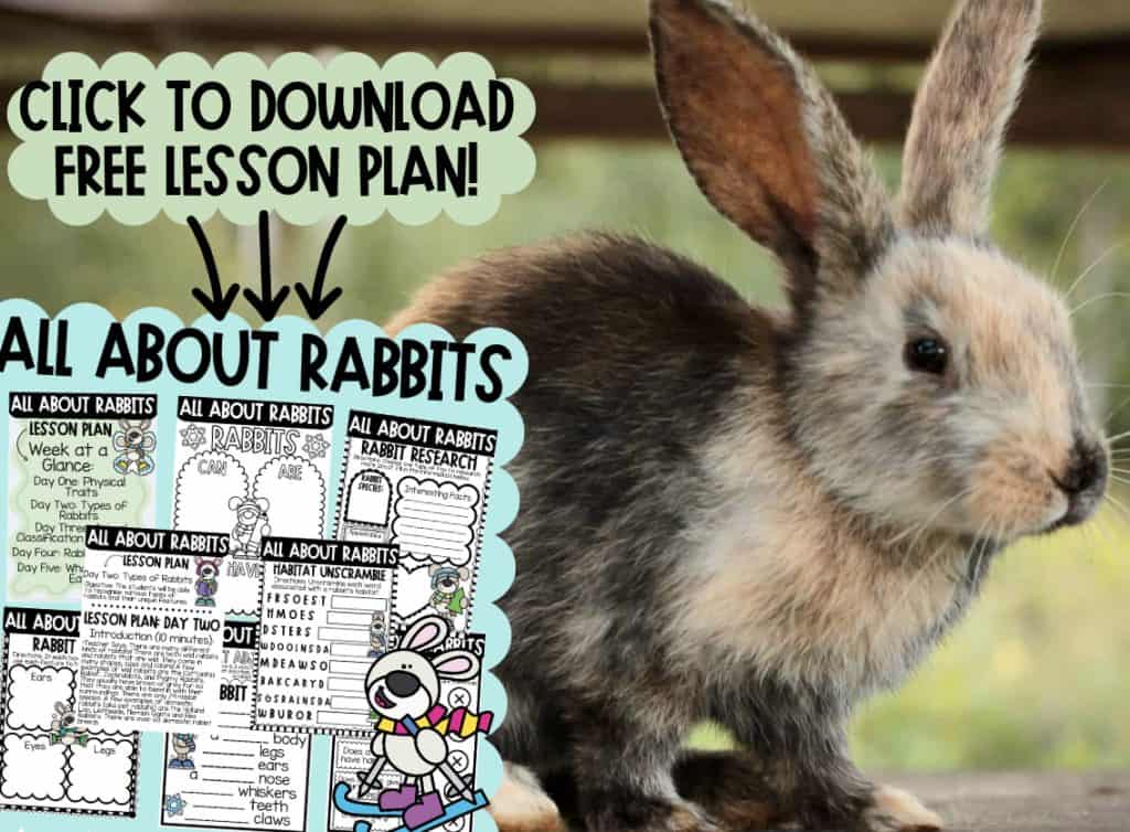 Hop into Learning: A Free Unit Plan for Kids All About Rabbits - A-Z ...