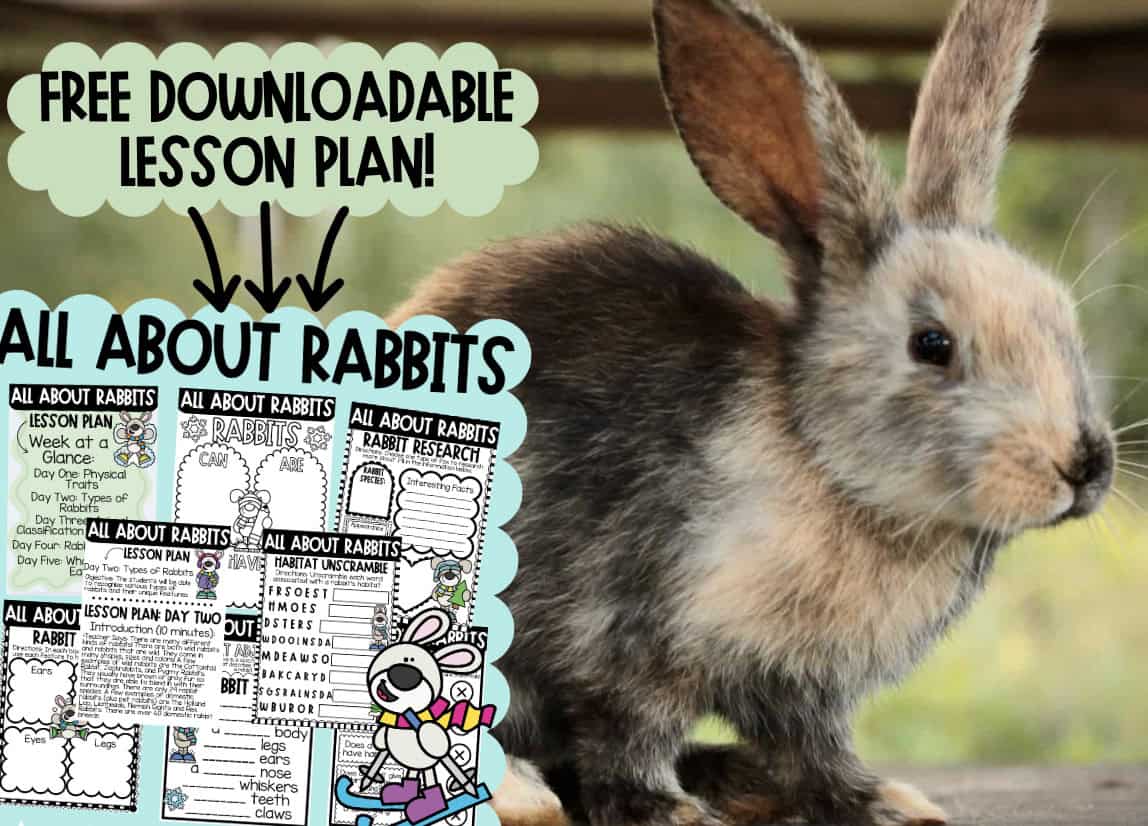 Hop into Learning: A Free Unit Plan for Kids All About Rabbits - A-Z ...