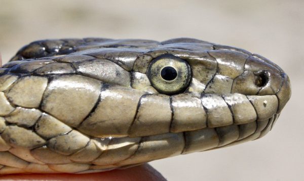 Meet California's New State Snake: the Giant Garter Snake - A-Z Animals