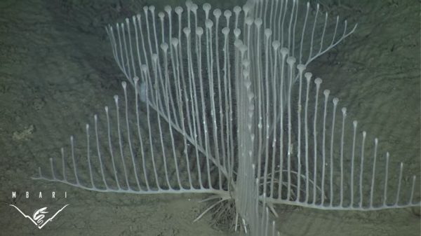 Newly Found Death Ball Sponge Reveals a Hidden World of Deep-Sea ...